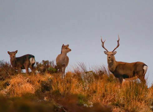 Wild game, wild venison, venison, game, meat, pheasant
