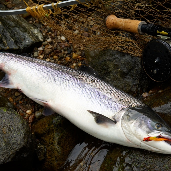 Irish Salmon Fishing River Mourne Foyle
