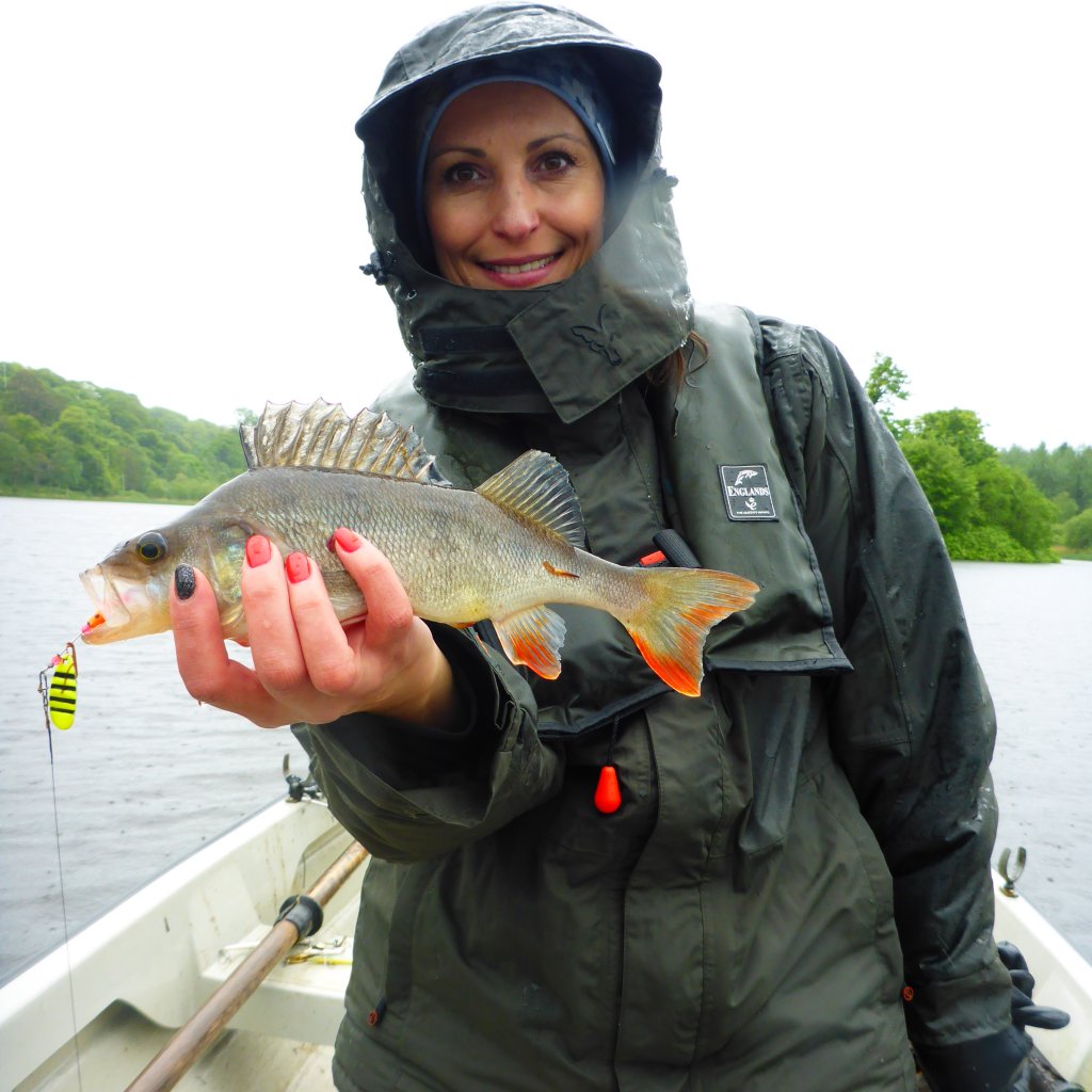 Perch coarse fish Lough Catherine - Baronscourt Estate