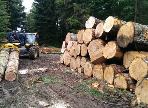 forestry forest continuous cover CCF pro-silva wood woodland